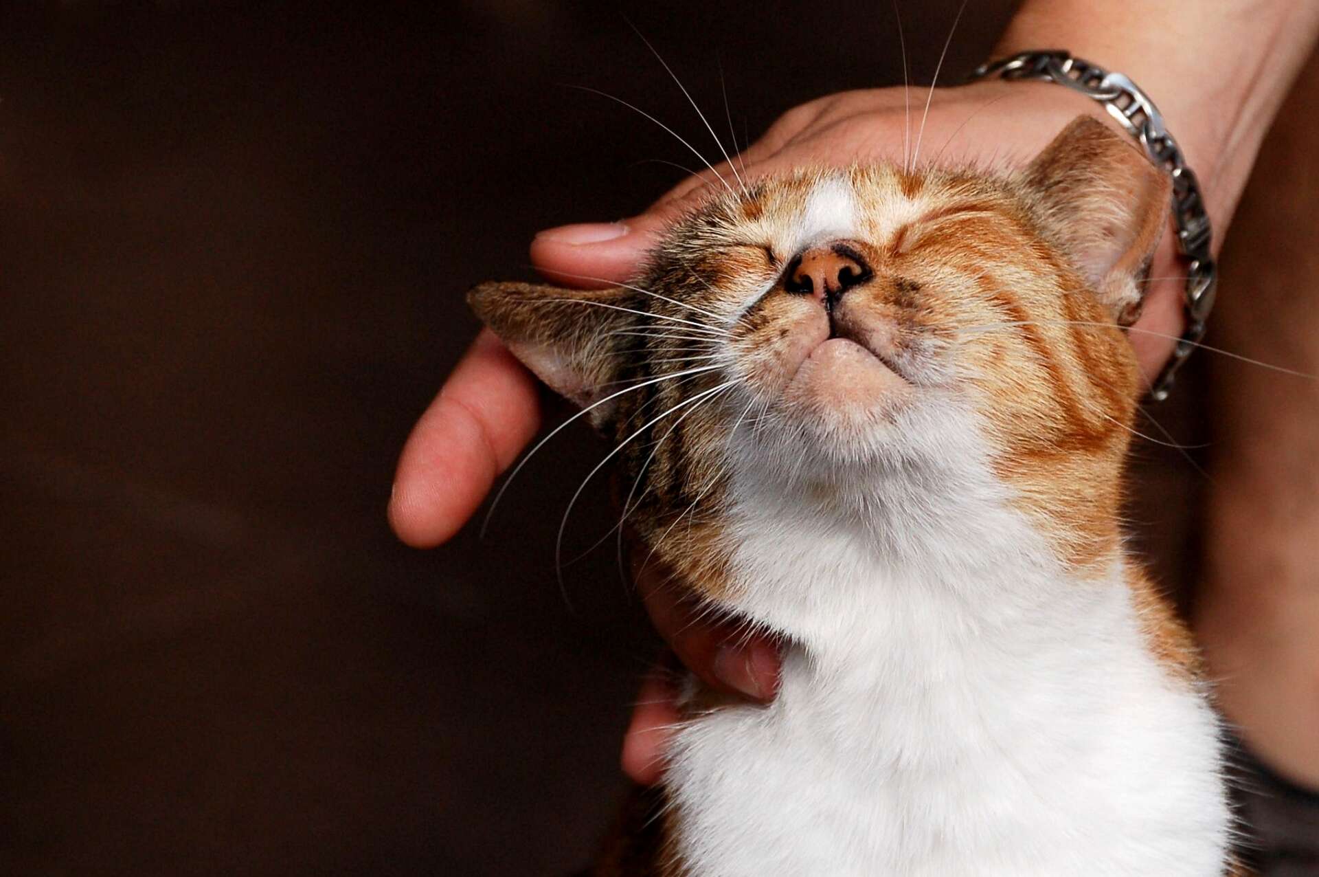 Cats actually like people, says new university study