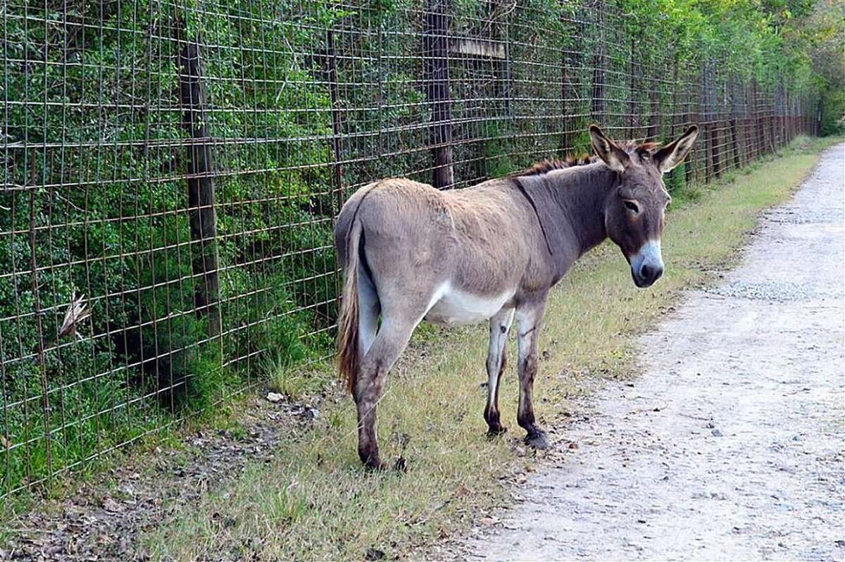 Alvin Bayou Wildlife Zoo filling positions as they prepare for May 23 ...