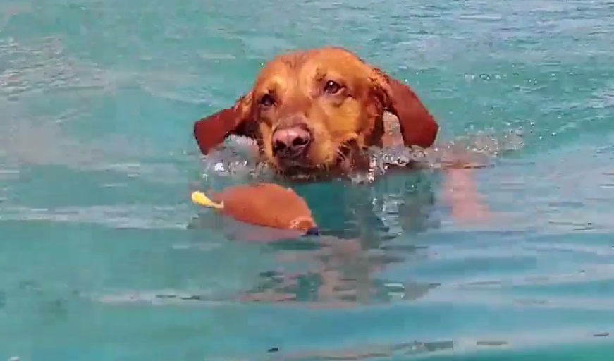 Dock jumping Splash Dogs are incredibly happy in this video