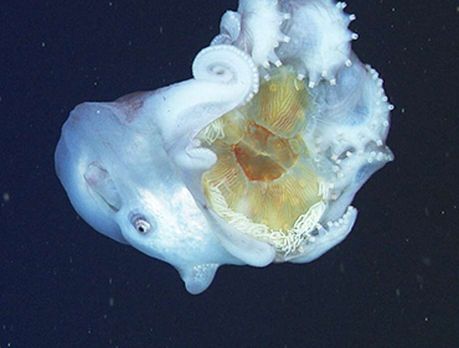Secretive giant octopus recorded by Monterey researchers - SFGate
