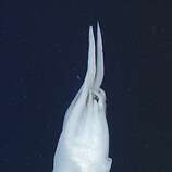 Secretive giant octopus recorded by Monterey researchers - SFGate