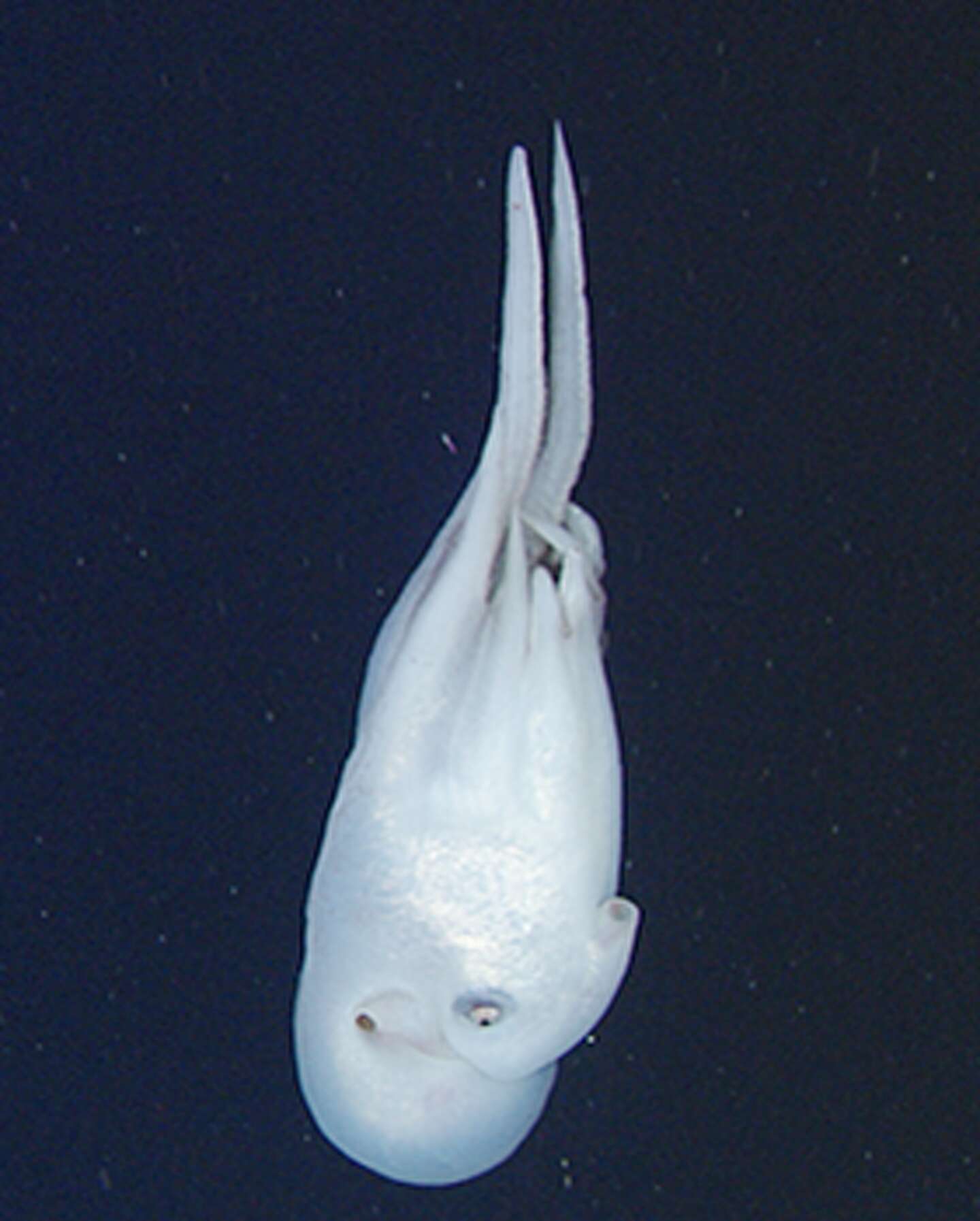 Secretive giant octopus recorded by Monterey researchers