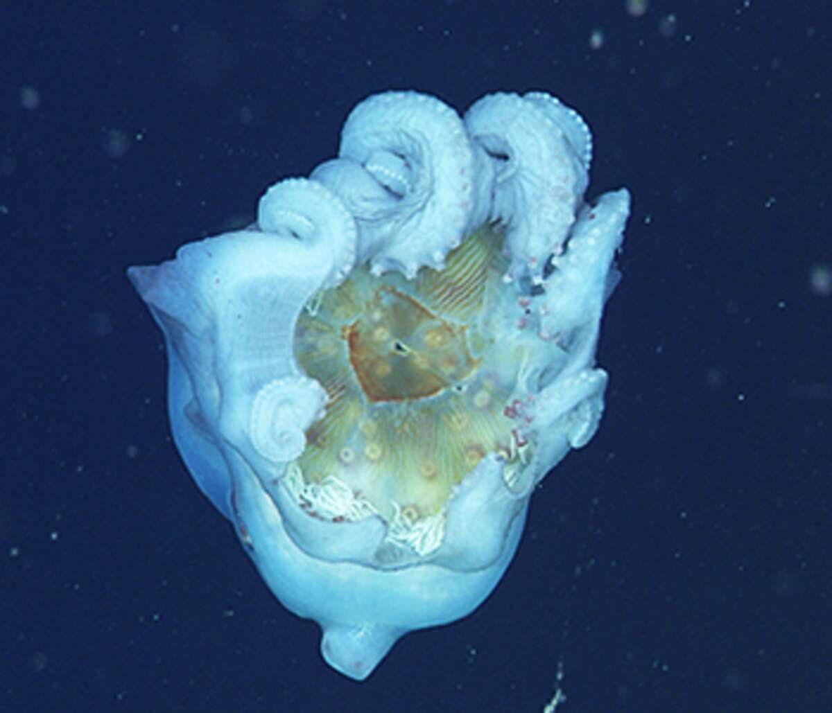 Secretive giant octopus recorded by Monterey researchers