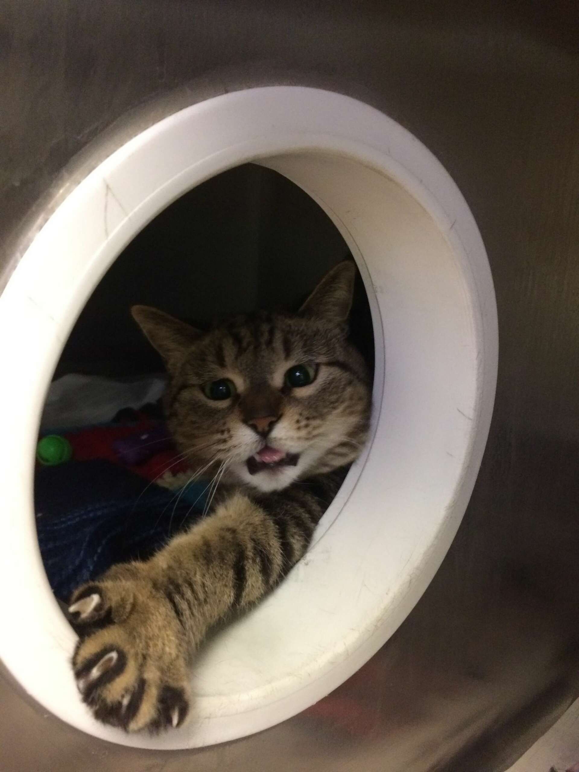 Cat disappears in NorCal, turns up in Canada 4 years later