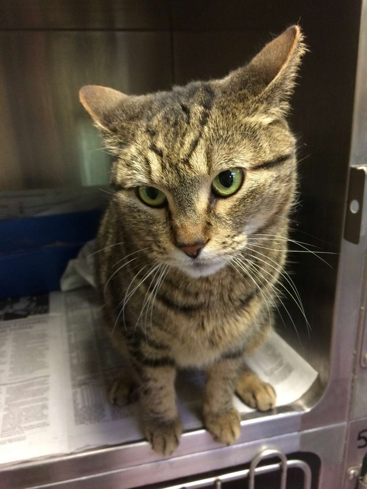 Cat disappears in NorCal, turns up in Canada 4 years later