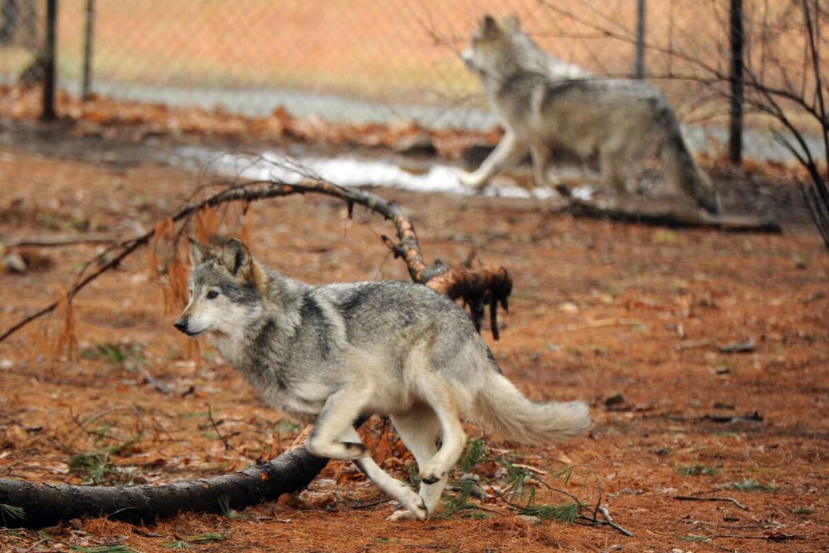 Beardsley Zoo celebrates endangered wolves during ‘Lobo Week’
