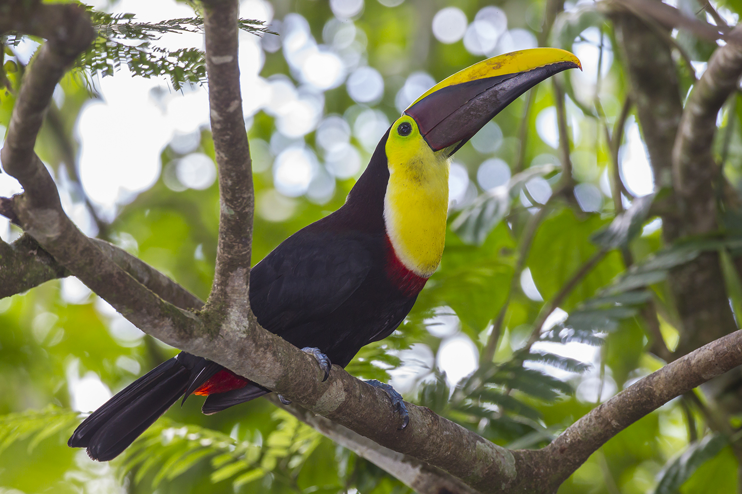 Experiencing toucans up close in Coast Rica
