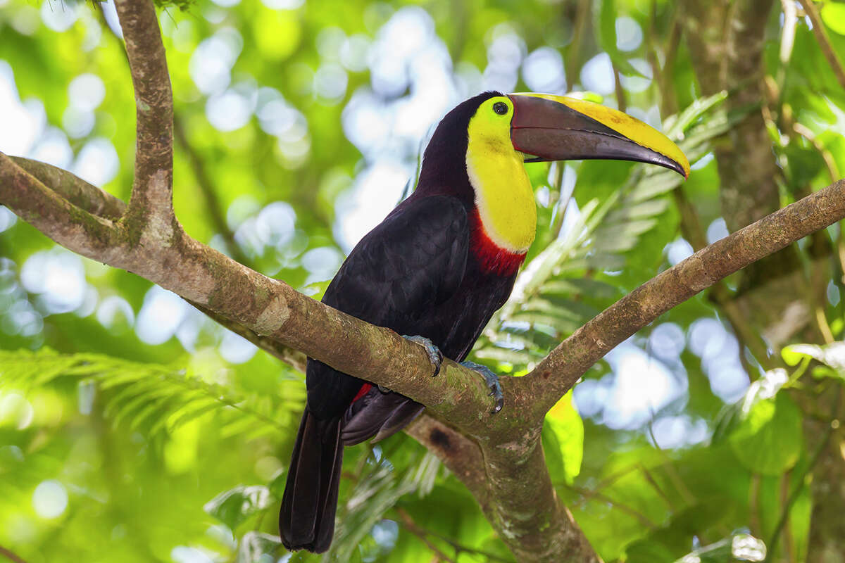 Experiencing toucans up close in Coast Rica