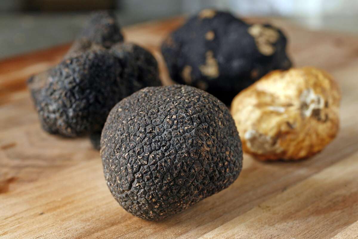 Ground-breaking truffle harvest portends something big in California