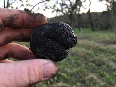 Ground-breaking truffle harvest portends something big in California