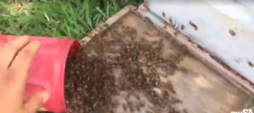 Watch: Fearless South Texas beekeeper live streams rescue of 'monster ...