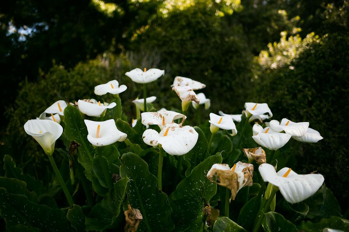 Spring is here, and the flowers in Golden Gate Park know it