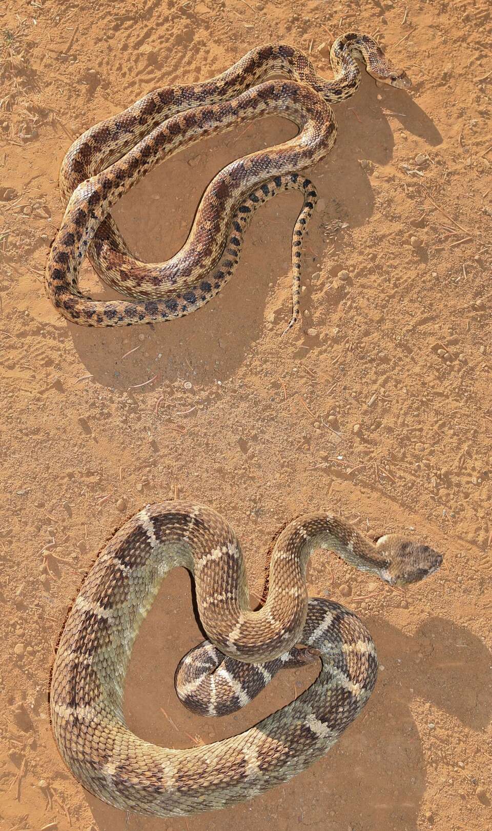 Look out for rattlers: 'Bumper crop' of snakes expected in Bay Area ...