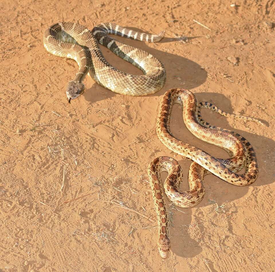 Look out for rattlers: 'Bumper crop' of snakes expected in Bay Area ...