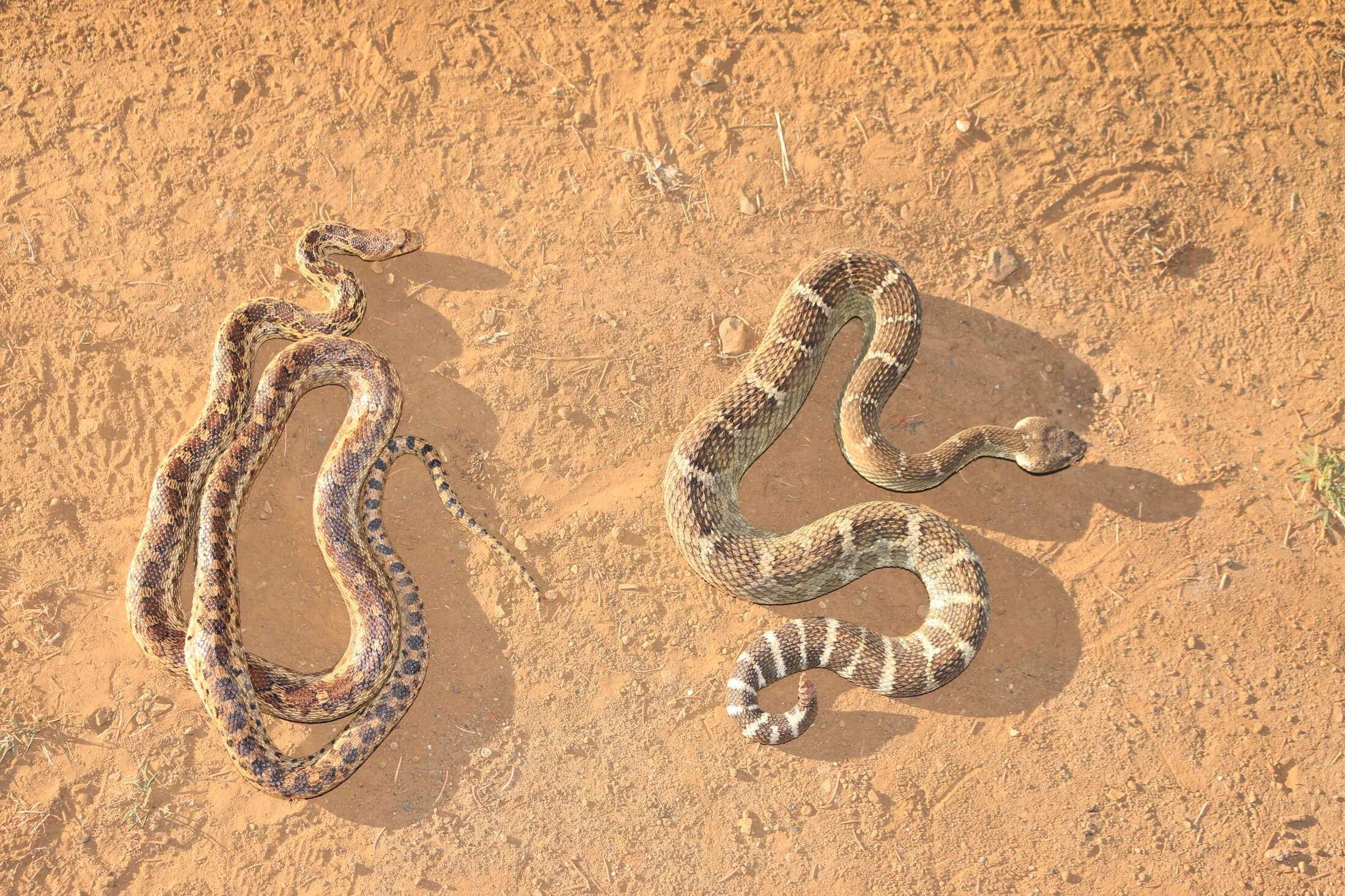 Look out for rattlers: 'Bumper crop' of snakes expected in Bay Area ...