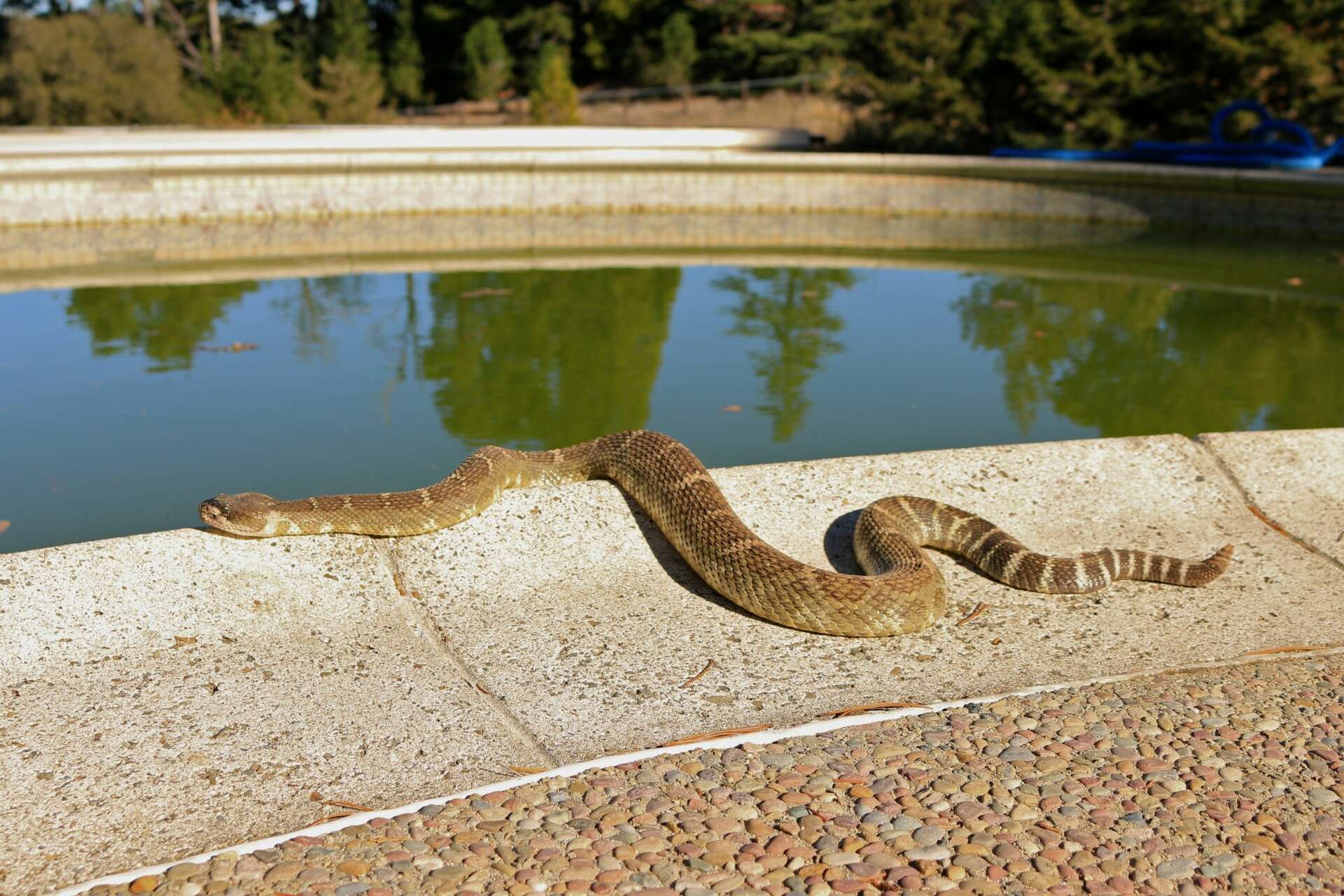 Look out for rattlers: 'Bumper crop' of snakes expected in Bay Area ...