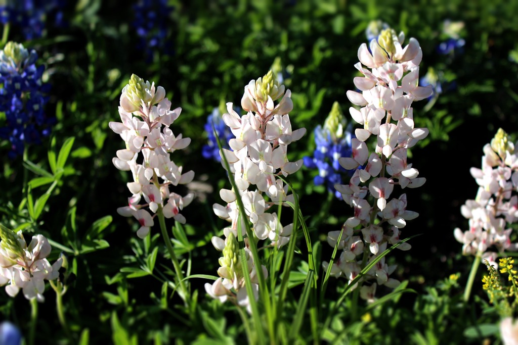 Incredibly beautiful, rare albino bluebonnets photographed in Texas ...