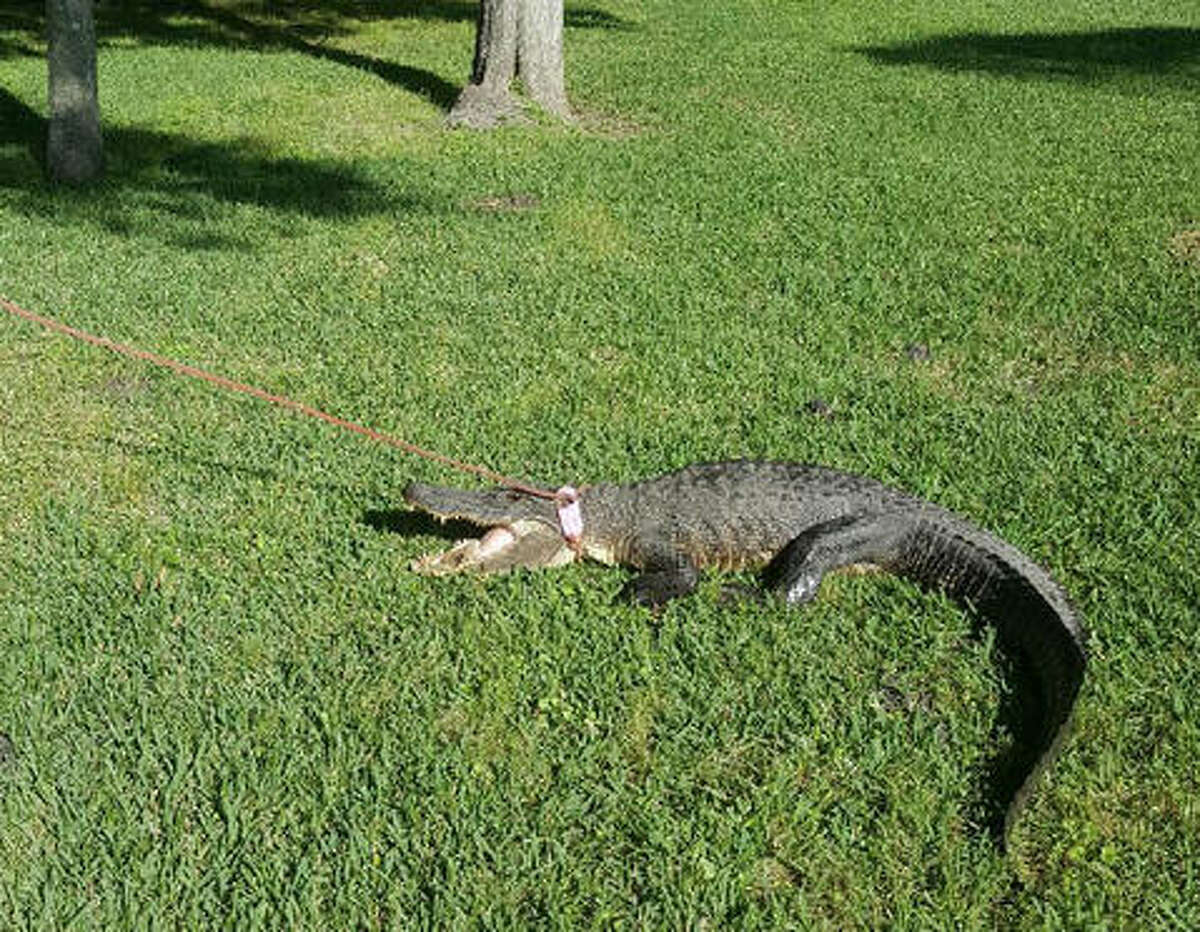 Gator Squad catches first alligator of the season in Fort Bend County