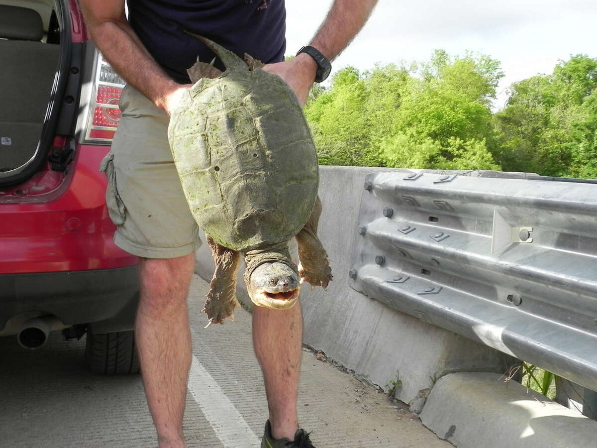 Happiest turtle in the world found in North Texas lake
