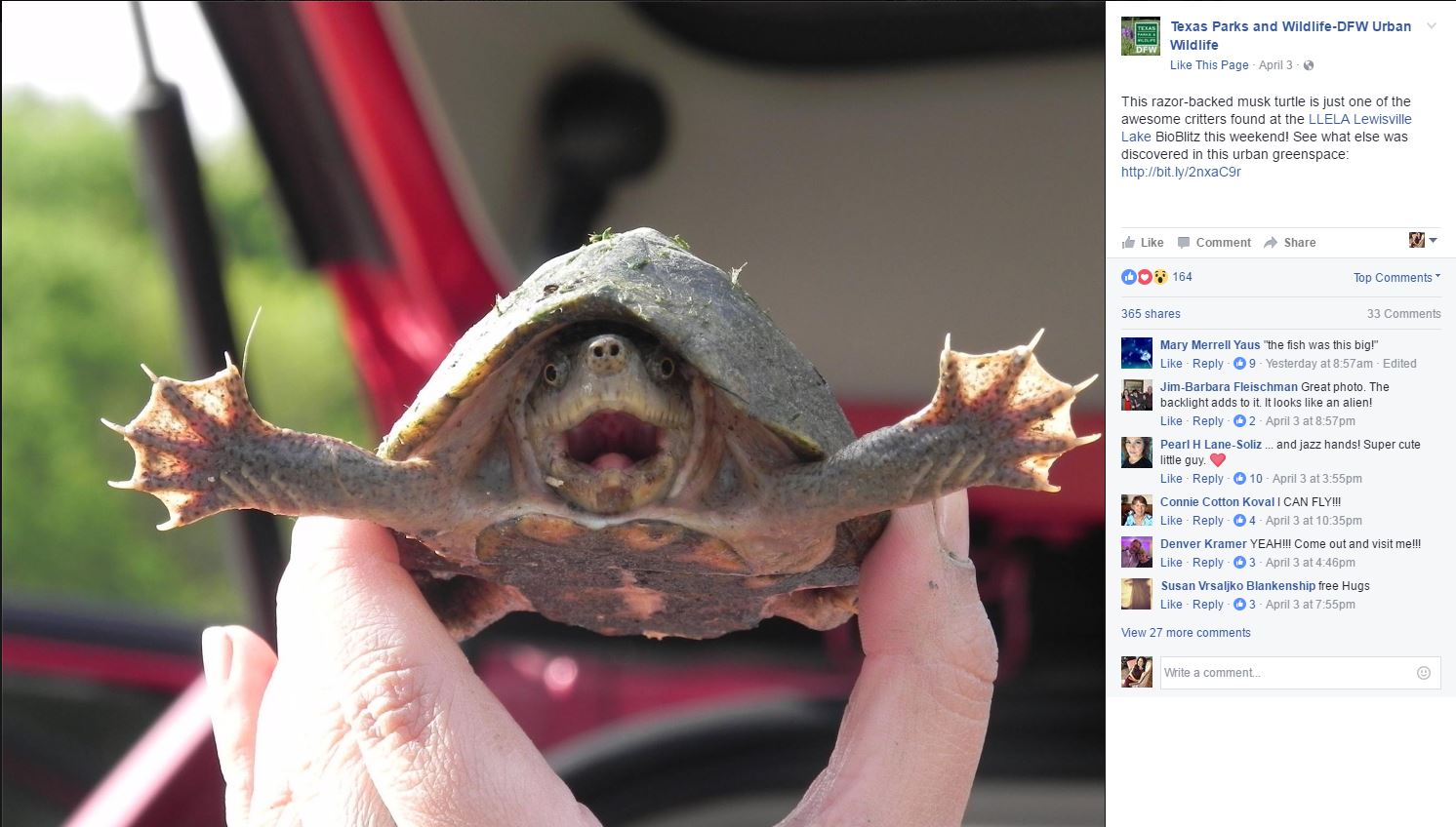 Happiest turtle in the world found in North Texas lake