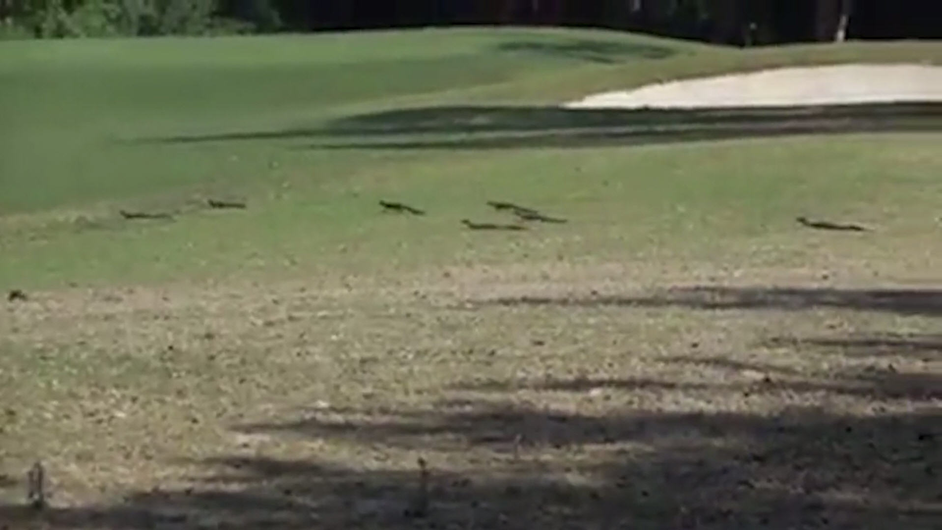 Video: Giant mama alligator and 16 babies casually waddle across golf ...