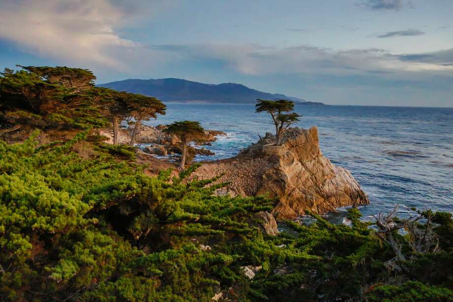 The stories of California's most famous trees, including some with top ...