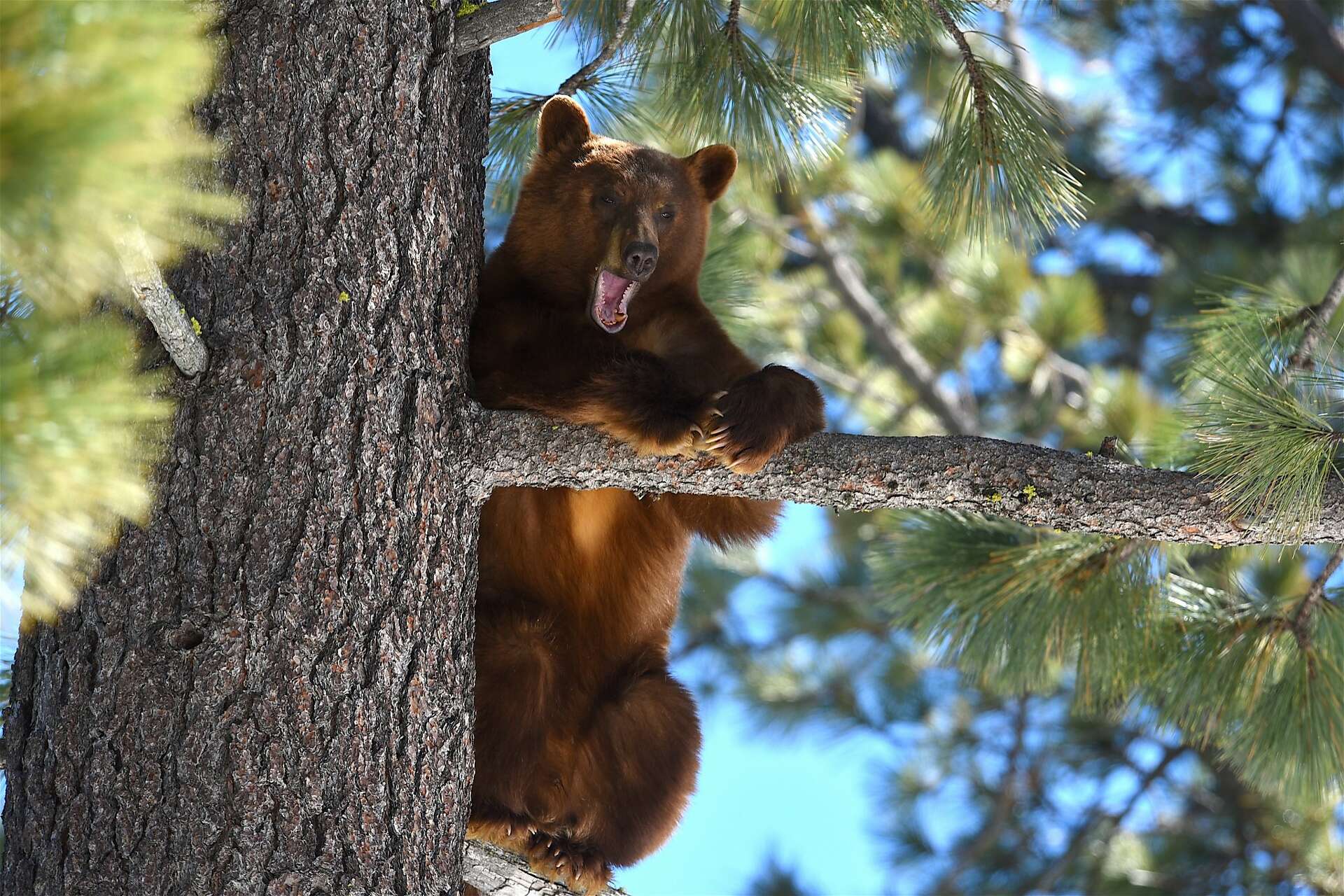 In snow-buried Sierra, bears awake to a transformed world
