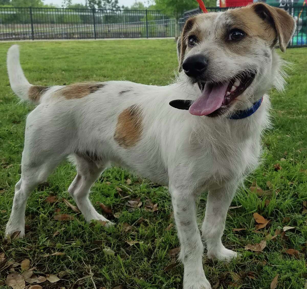 Pethouse Pet: Meet Patchy - he could use a home and a much cooler name