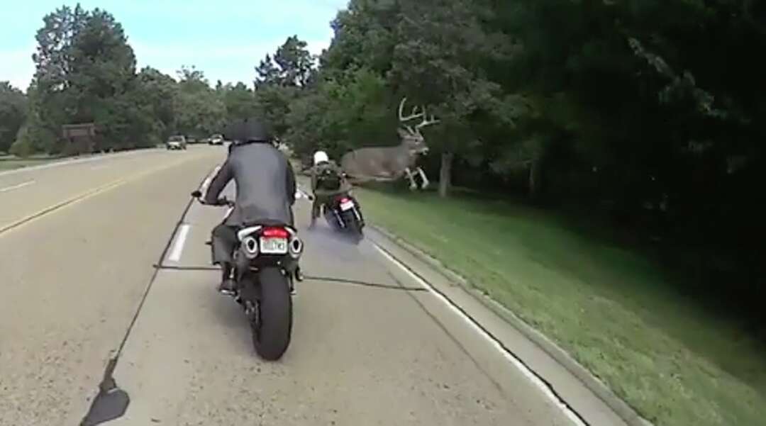 Caught on video: Large deer leaps over motorcyclist, narrowly avoiding ...