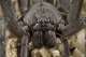 Baseball-sized spider discovered in Baja California mine