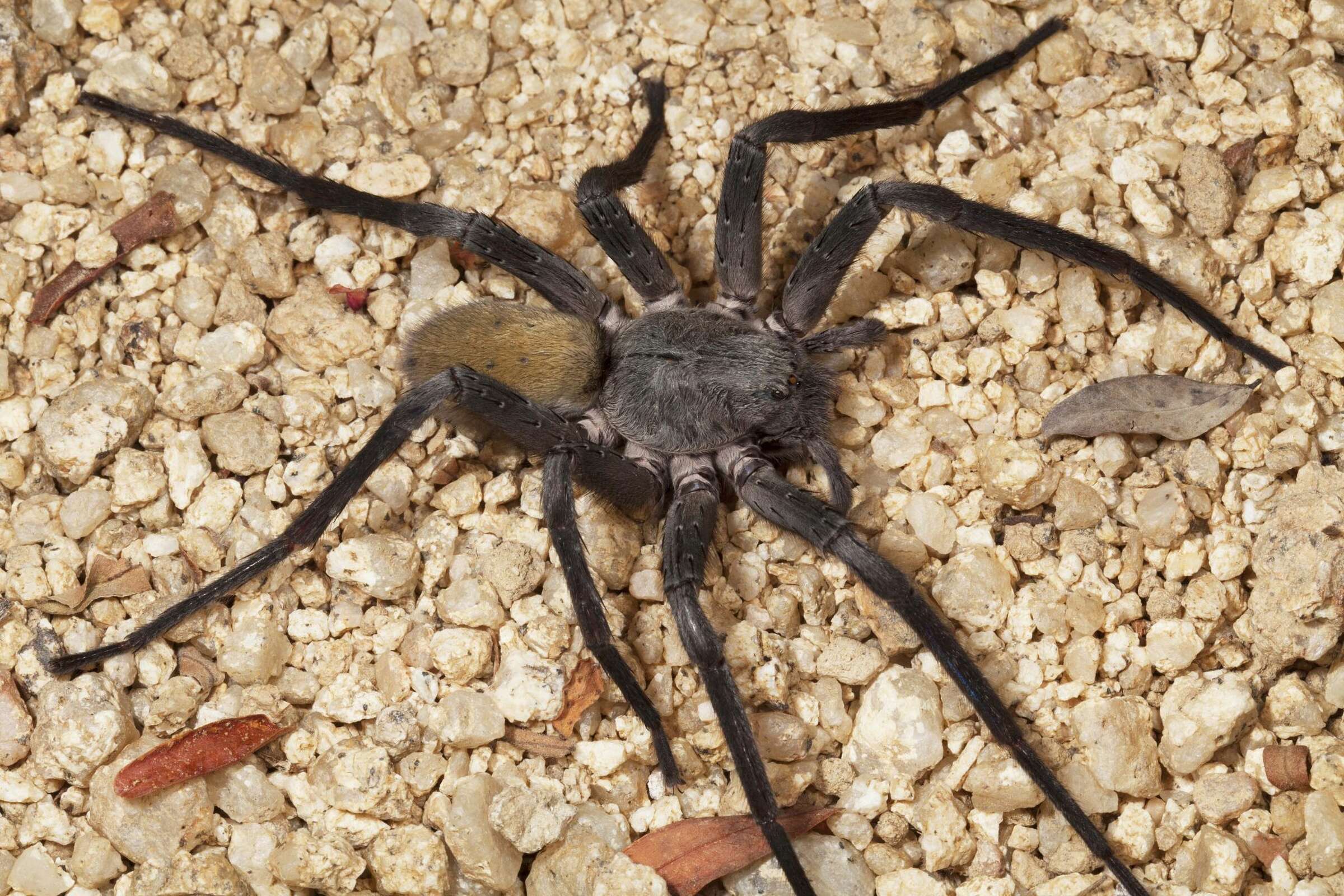 Baseball-sized spider discovered in Baja California mine