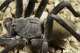 Baseball-sized spider discovered in Baja California mine