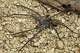 Baseball-sized spider discovered in Baja California mine