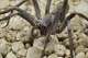 Baseball-sized spider discovered in Baja California mine