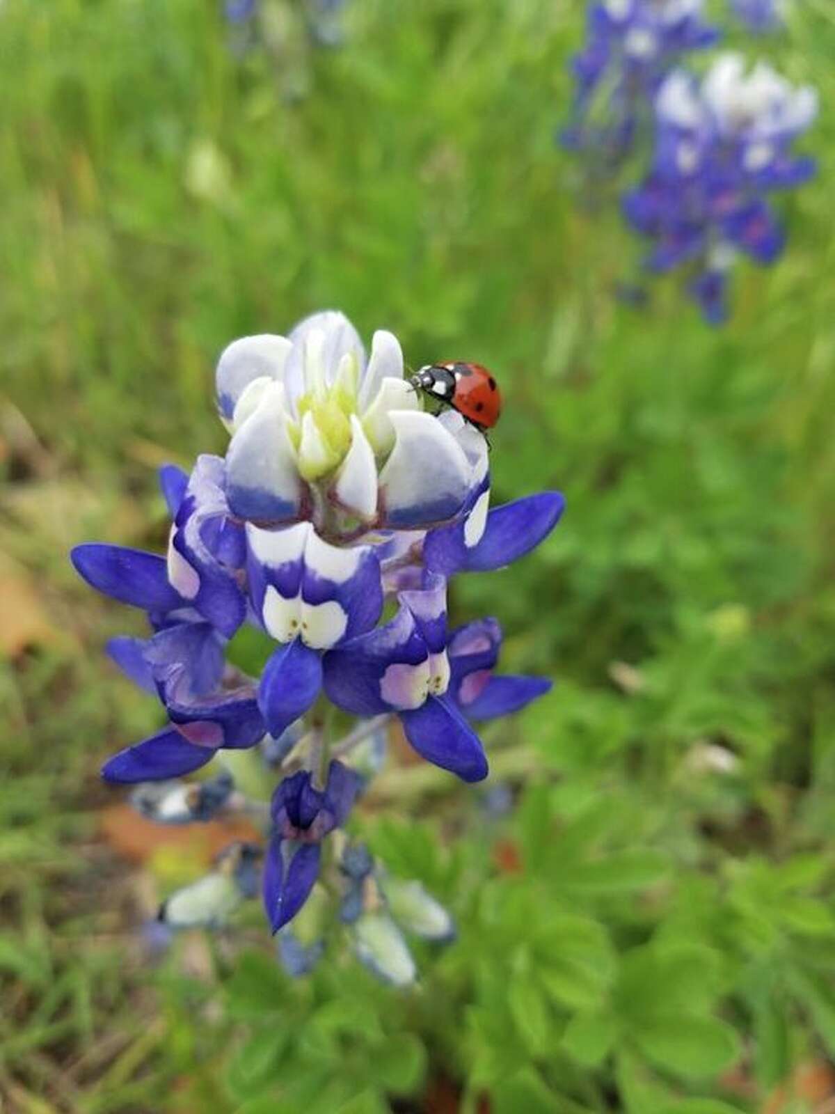 These are Texas' most beautiful spring flowers you can visit right now