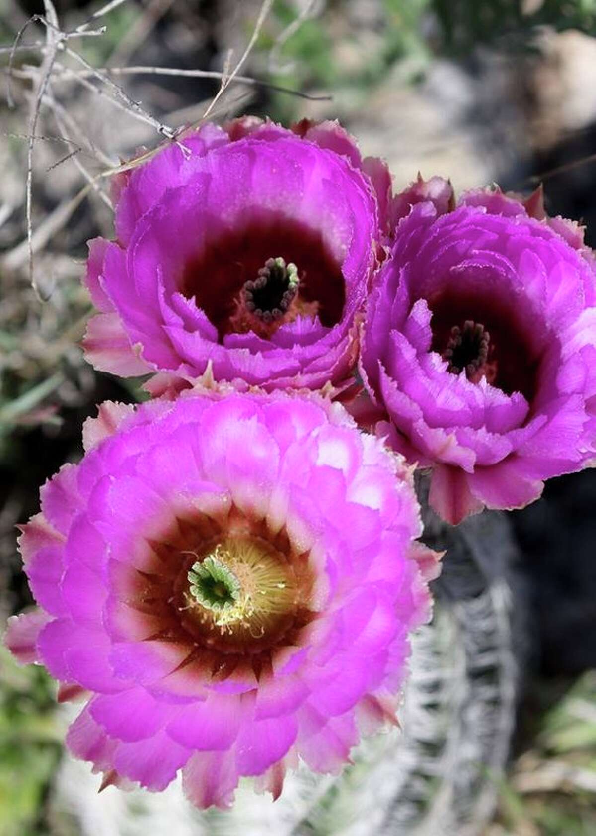 These are Texas' most beautiful spring flowers you can visit right now