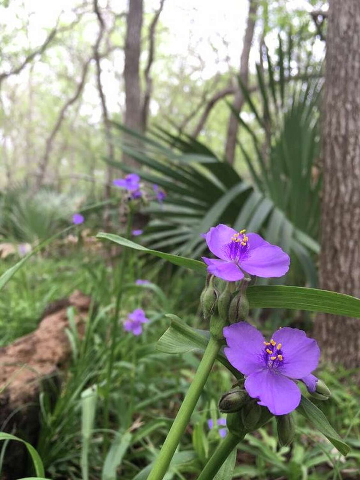 These are Texas' most beautiful spring flowers you can visit right now