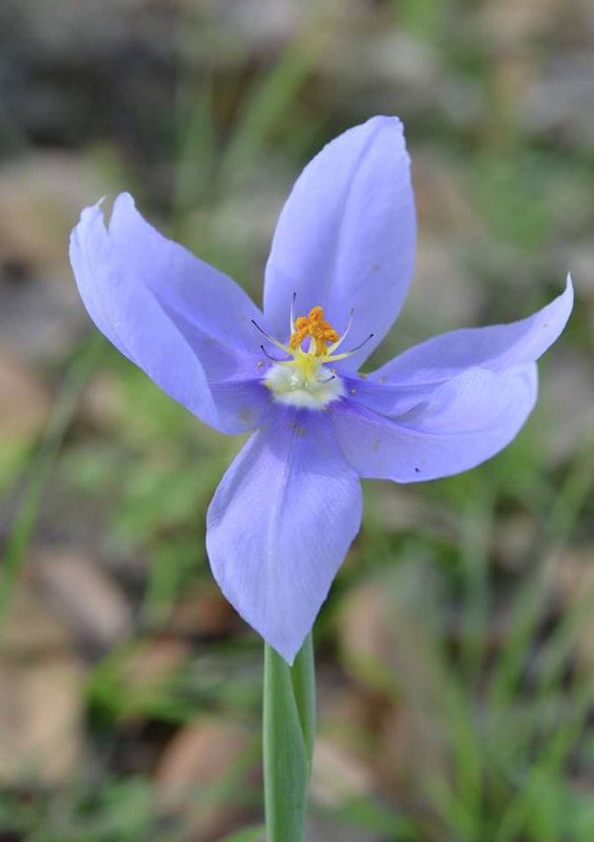 These are Texas' most beautiful spring flowers you can visit right now