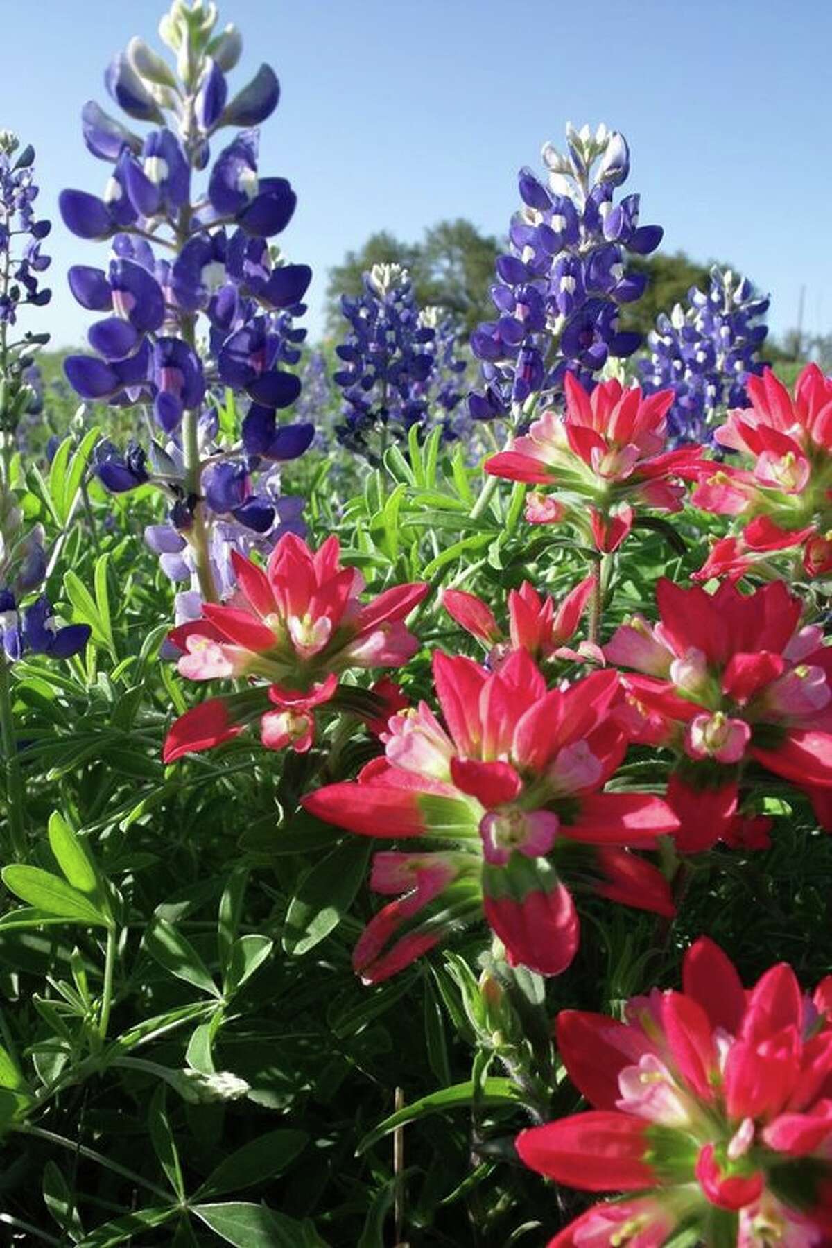 These are Texas' most beautiful spring flowers you can visit right now