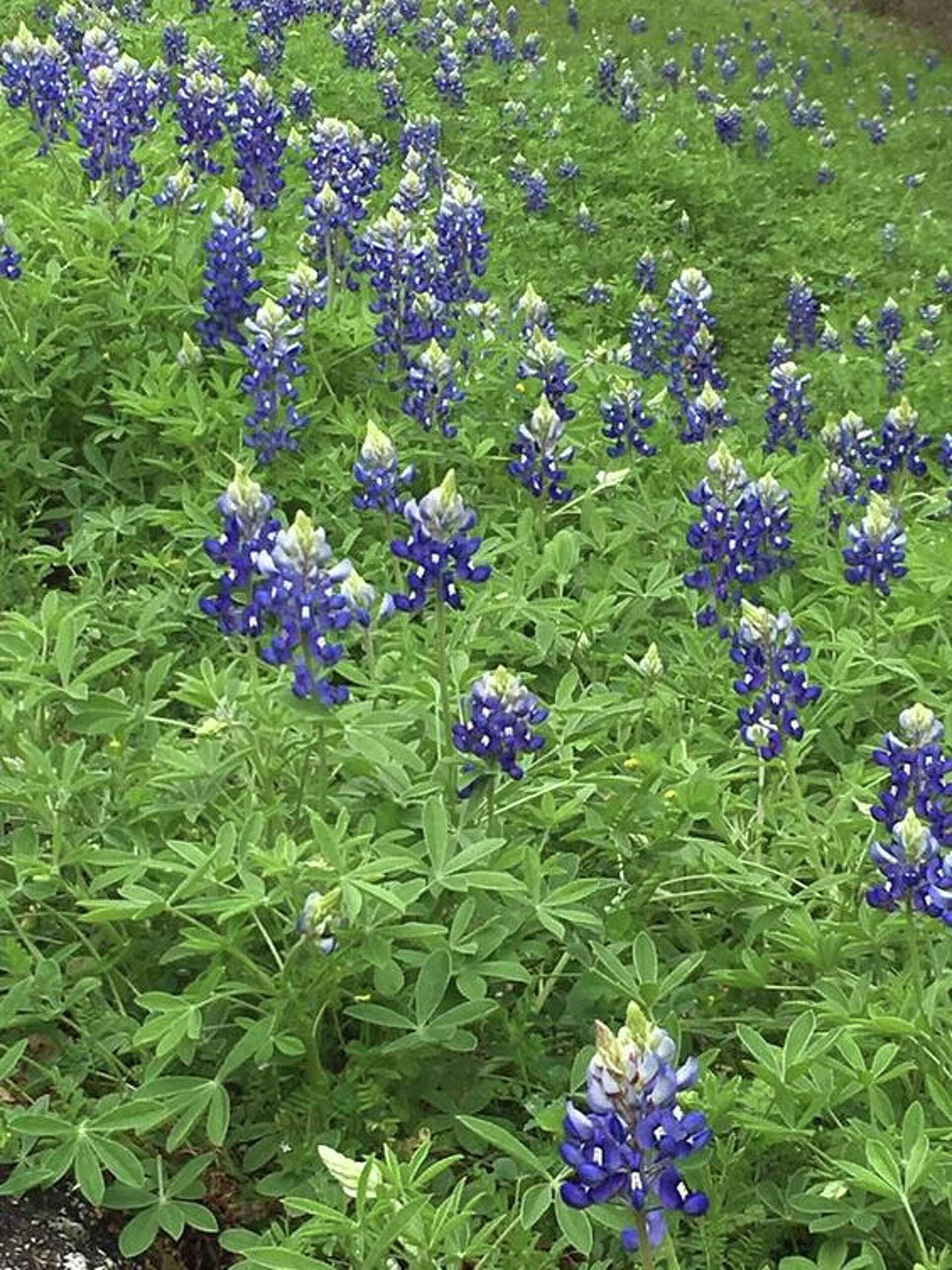 These are Texas' most beautiful spring flowers you can visit right now