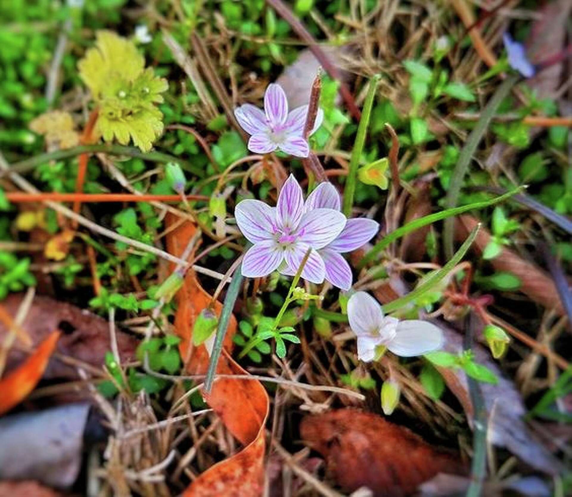 These are Texas' most beautiful spring flowers you can visit right now