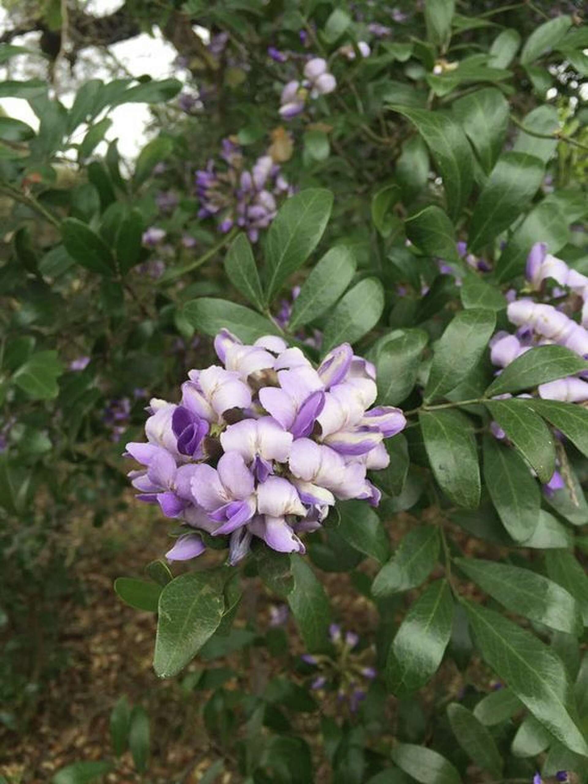 These are Texas' most beautiful spring flowers you can visit right now