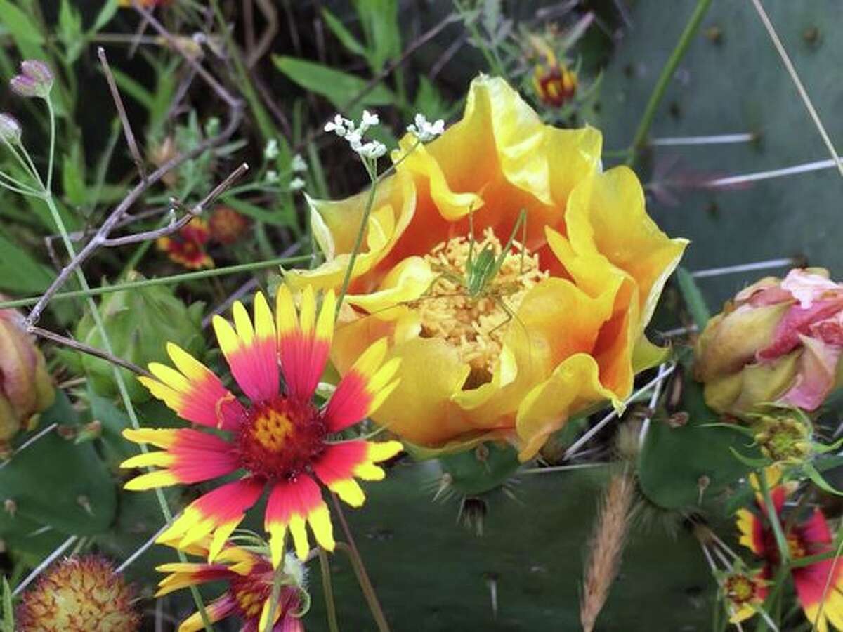 These are Texas' most beautiful spring flowers you can visit right now