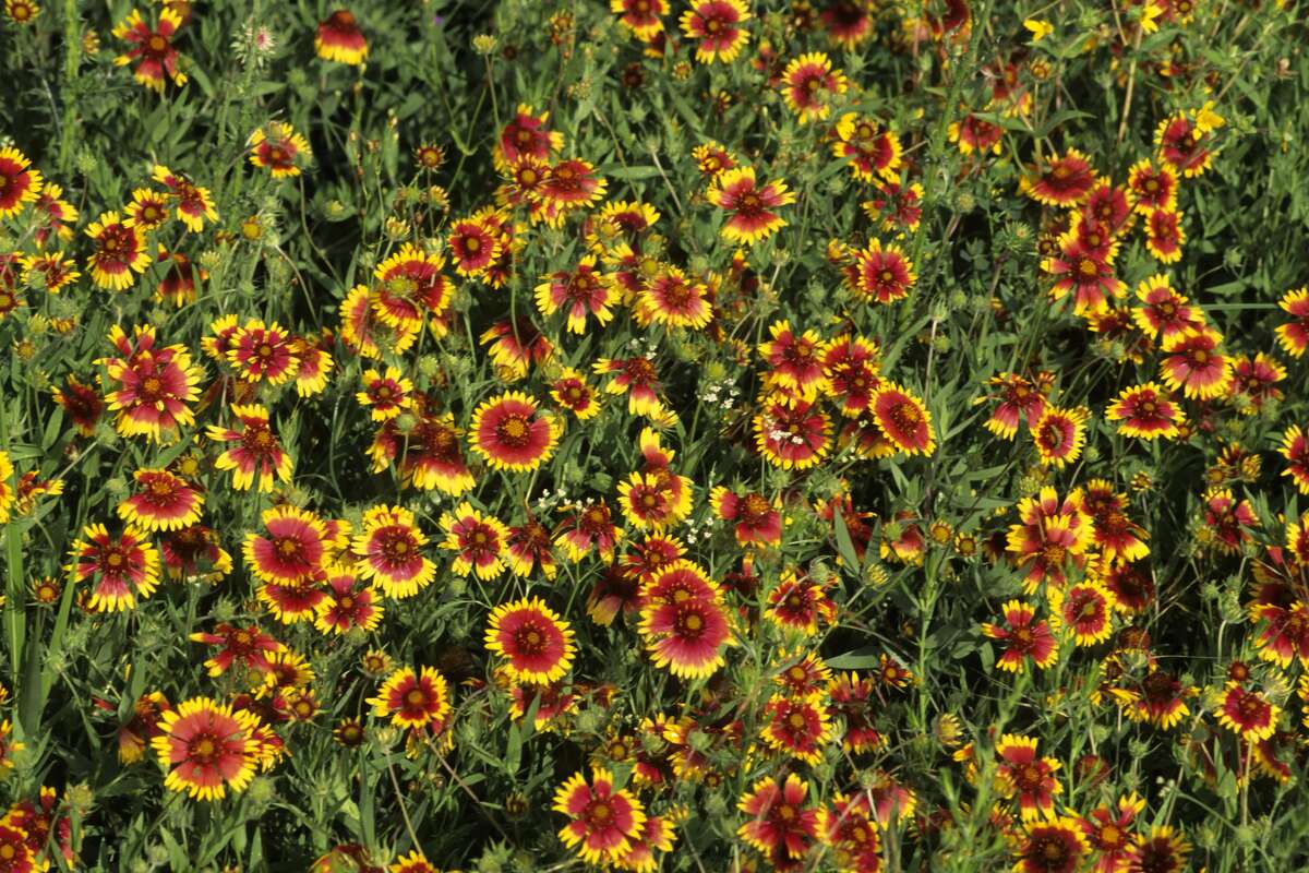 These are Texas' most beautiful spring flowers you can visit right now