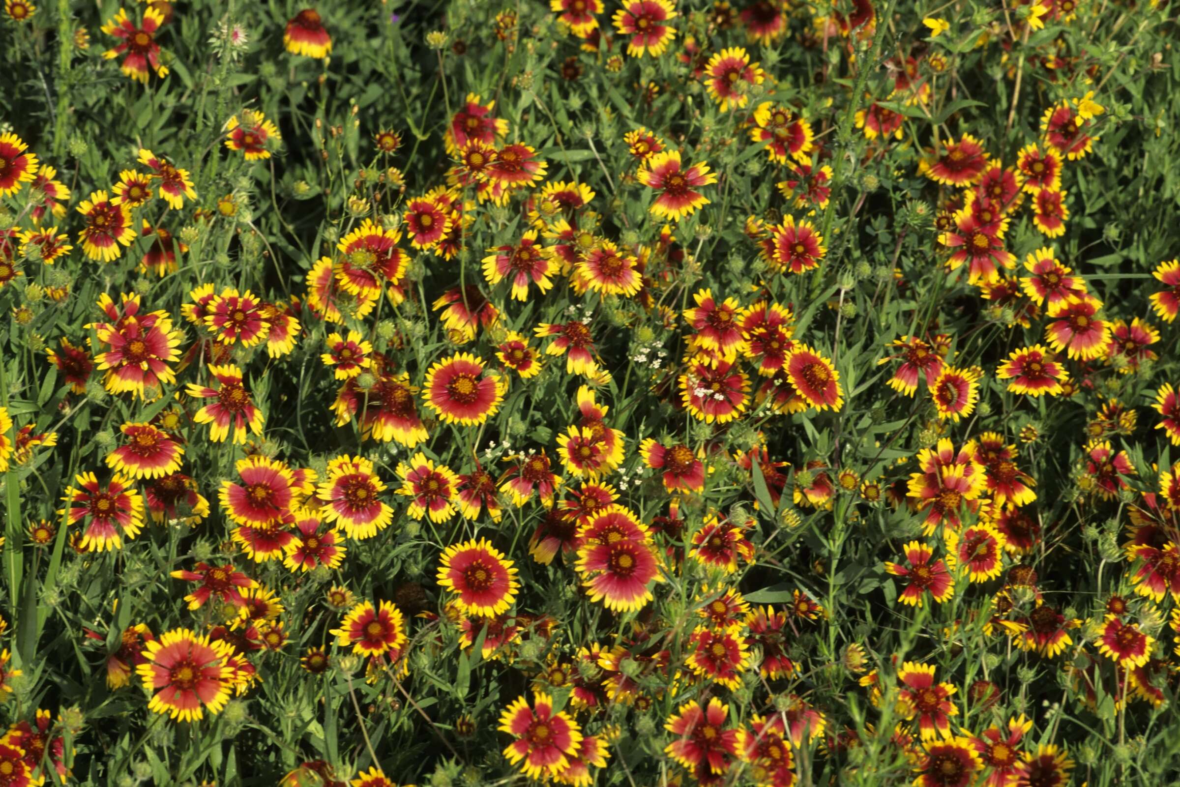 These are Texas' most beautiful spring flowers you can visit right now