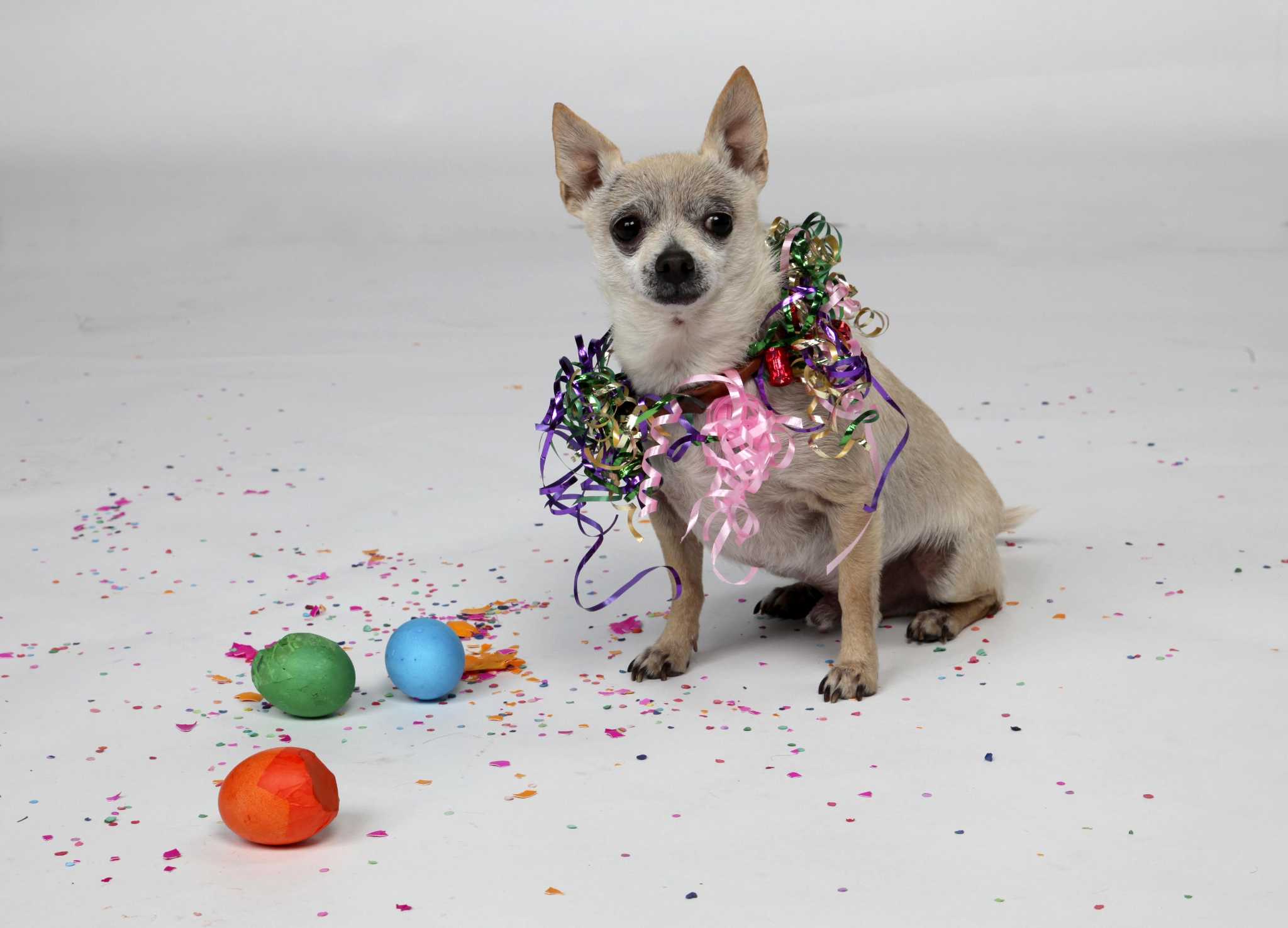 Easy DIY Fiesta dog collar gets your pooch ready to party