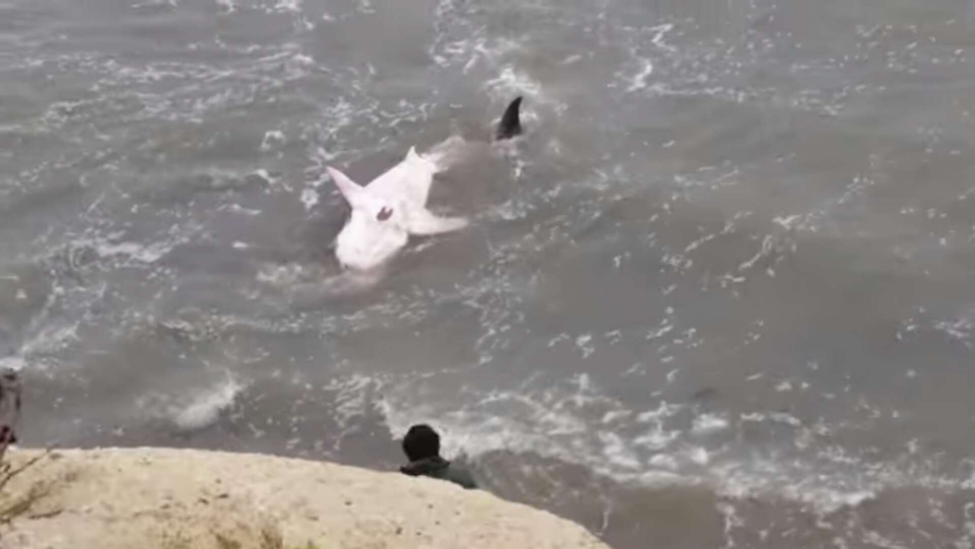 Update: 10-foot-long great white shark stranded on Santa Cruz beach dies
