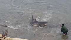 Update: 10-foot-long great white shark stranded on Santa Cruz beach dies