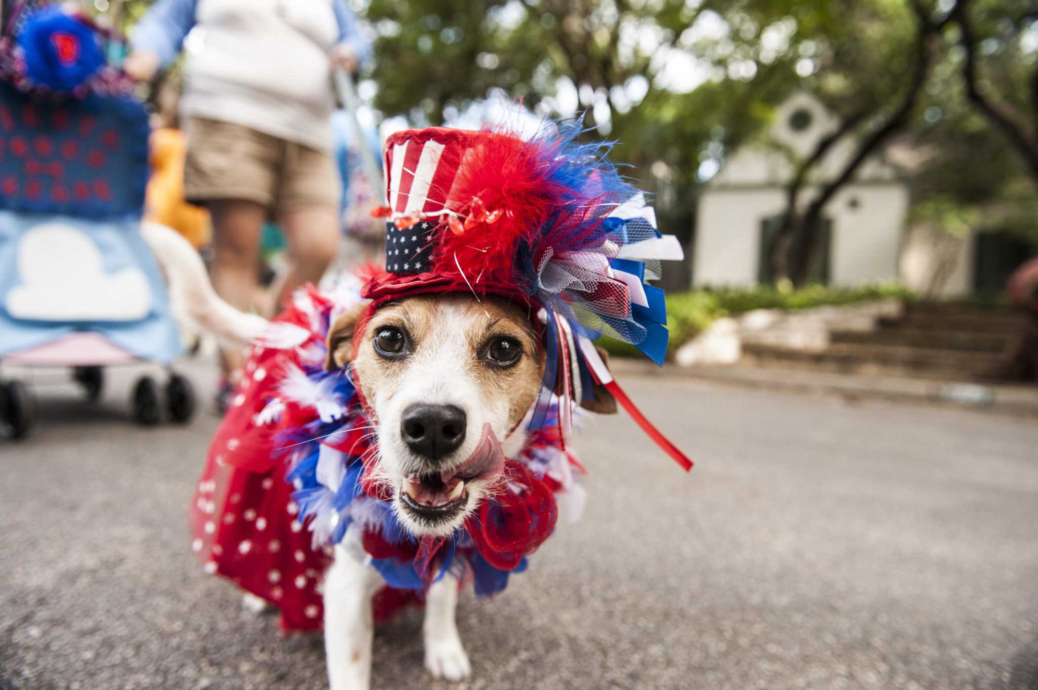 10 pet-friendly events to check out during Fiesta 2017