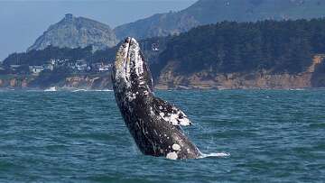 Whale show returns to California’s coast, and it’s amazing